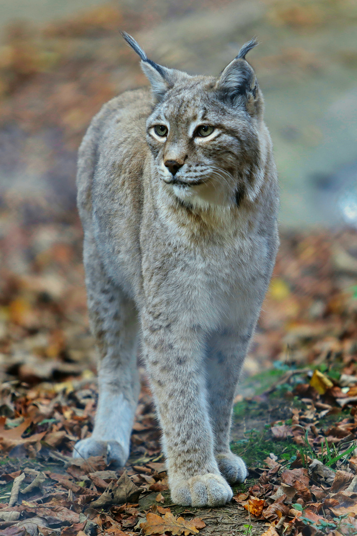 Luchs Foto & Bild | usertreffen+veranstaltungen, fc - veranstaltungen ...