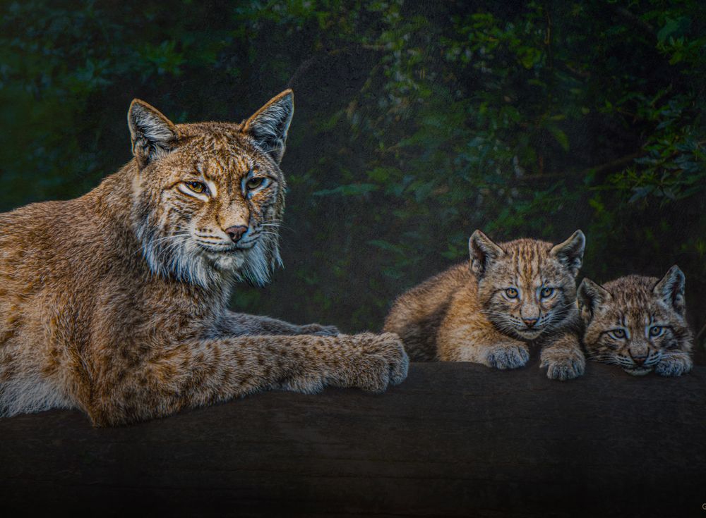 Luchs Familie Foto & Bild | monatswettbewerbe natur, foto des jahres 22 ...