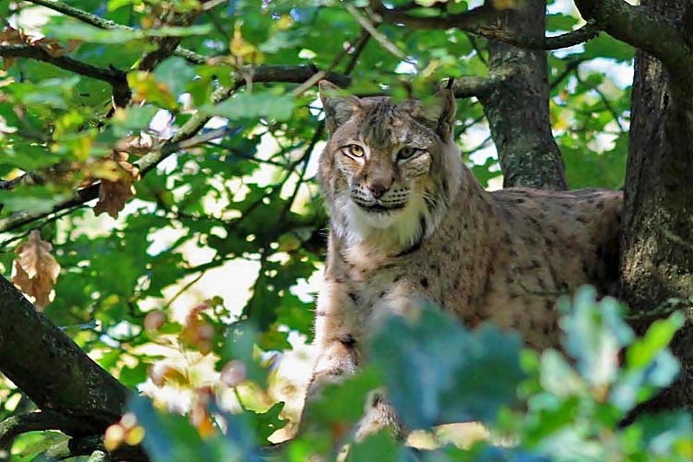 Luchs im Baum Foto & Bild | tiere, zoo, wildpark & falknerei ...
