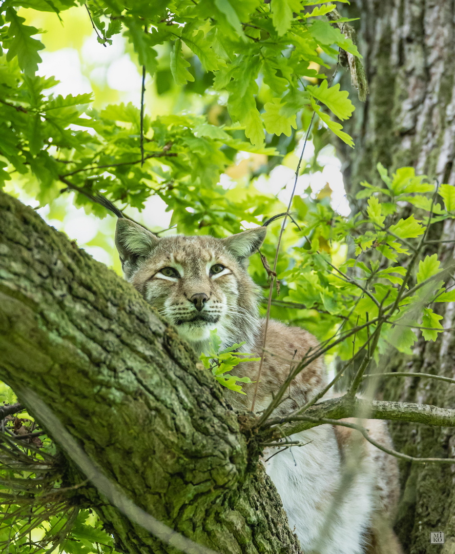 Luchs im Baum Foto & Bild | tiere, zoo, wildpark & falknerei ...