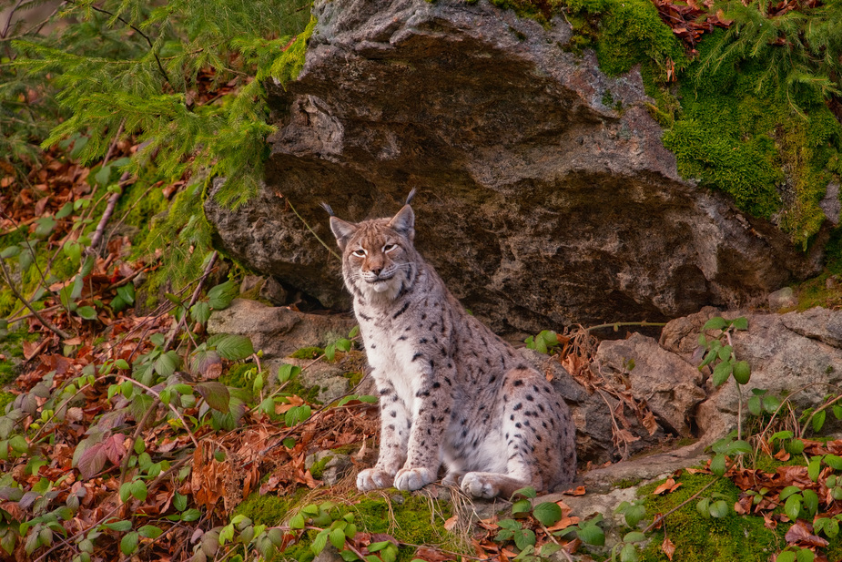 Luchs im NP Bayer. Wald Foto & Bild | tiere, natur Bilder auf fotocommunity