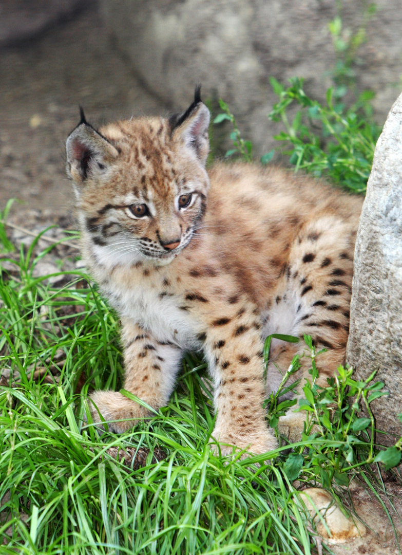 Luchs Junges Foto & Bild | tiere, tierkinder, natur Bilder auf ...
