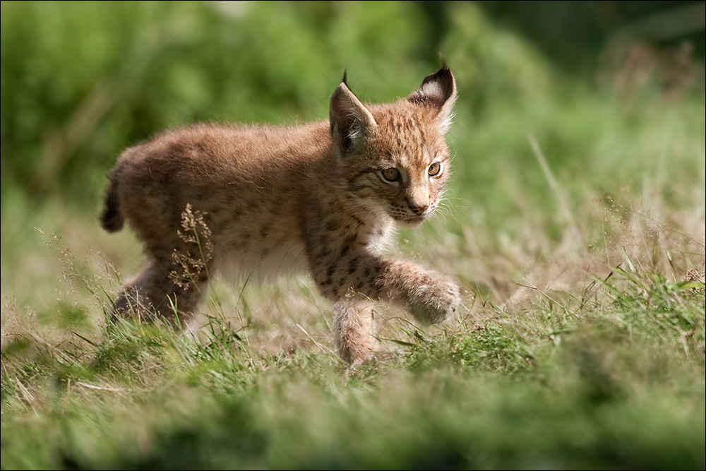 luchs jungtier 1 Foto & Bild | tiere, zoo, wildpark & falknerei ...