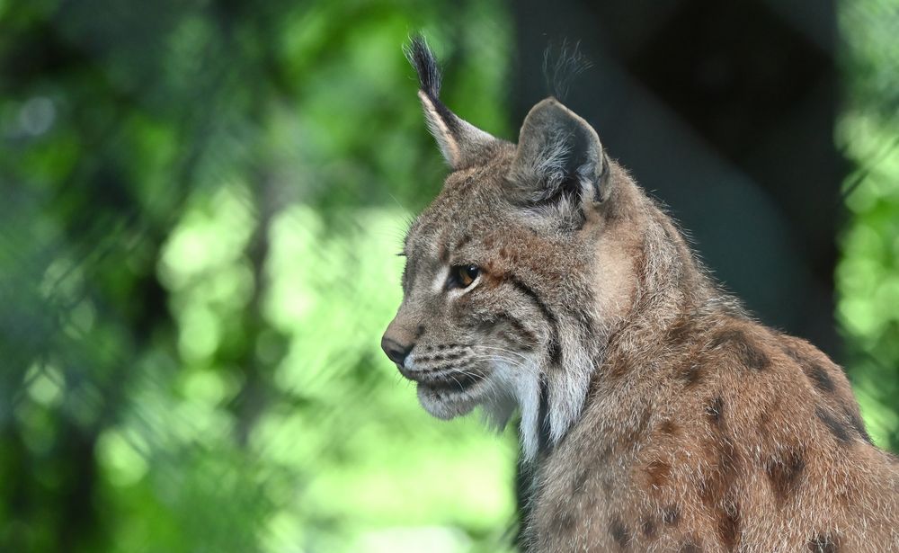 Luchs (Männchen) Foto & Bild | natur, zoo, tiere Bilder auf fotocommunity