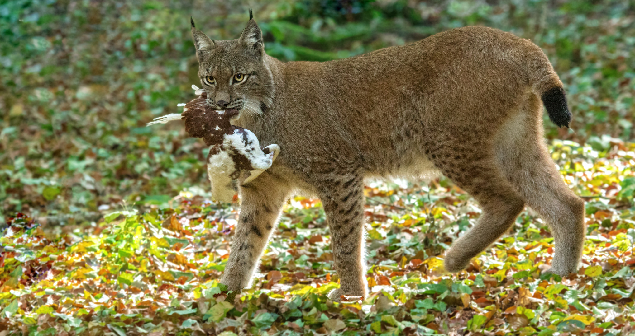 Luchs mit Beute 001 Foto & Bild | deutschland, europe, hessen Bilder ...
