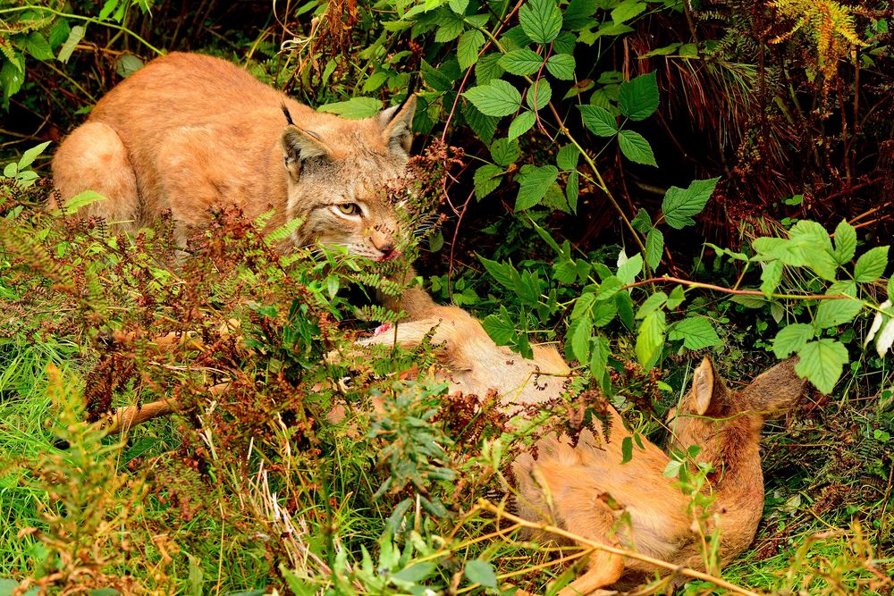 Luchs mit Beute Foto & Bild | fotos, natur, katze Bilder auf fotocommunity