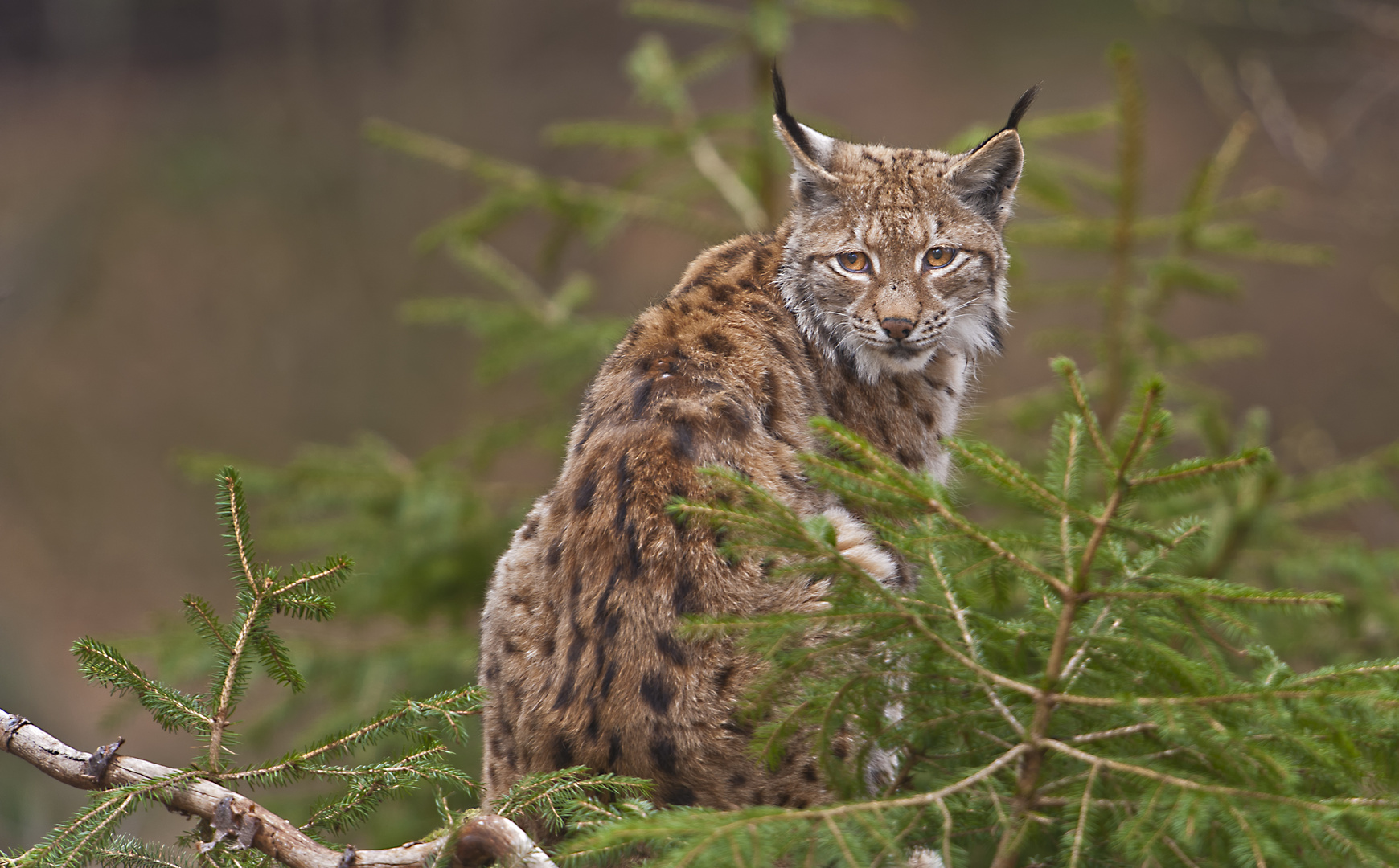 Luchs NP Bayerischer Wald Foto & Bild | tiere, np bayer. wald, natur ... Luchs NP Bayerischer Wald Foto & Bild | tiere, np bayer. wald, natur ...