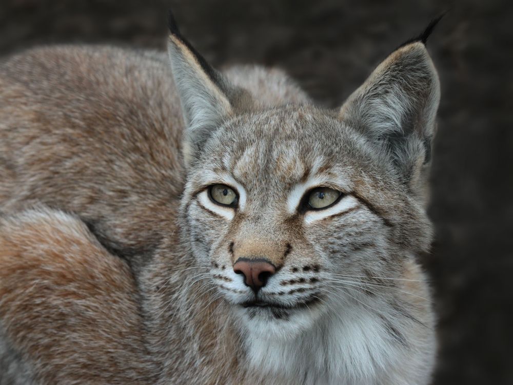 Luchs, Porträt Foto & Bild | natur, katze, porträt Bilder auf fotocommunity