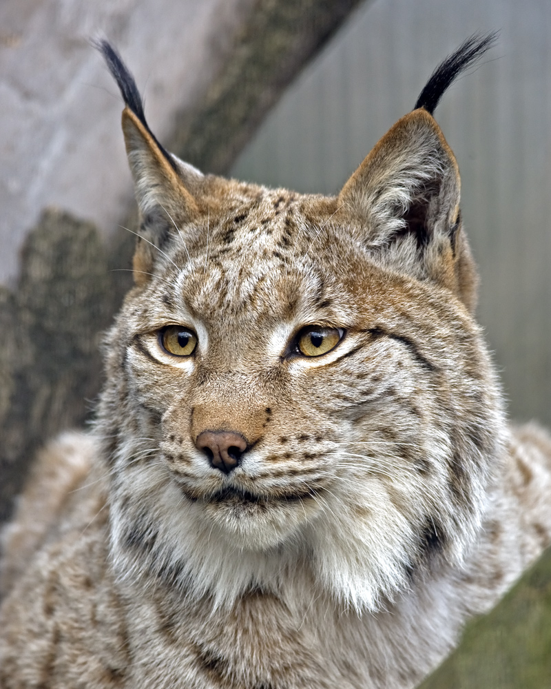 Luchs - Portrait Foto & Bild | tiere, zoo, wildpark & falknerei ...
