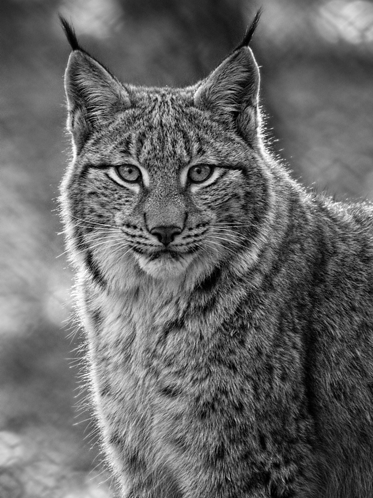 Luchs Portrait Foto & Bild | tiere, zoo, wildpark & falknerei ...