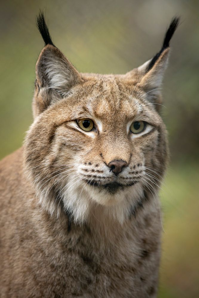 Luchs Portrait Foto & Bild | tiere, zoo, wildpark & falknerei ...