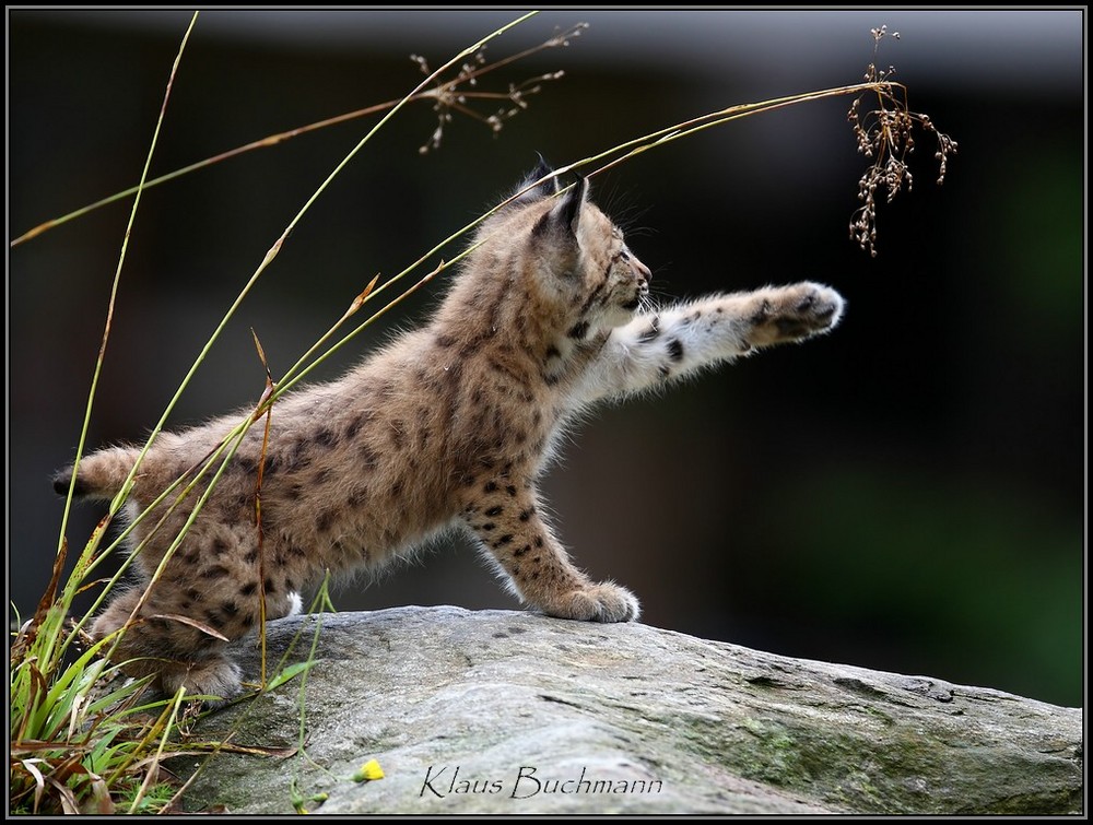 Luchsbaby 1 Foto & Bild | tiere, zoo, wildpark & falknerei, säugetiere ...