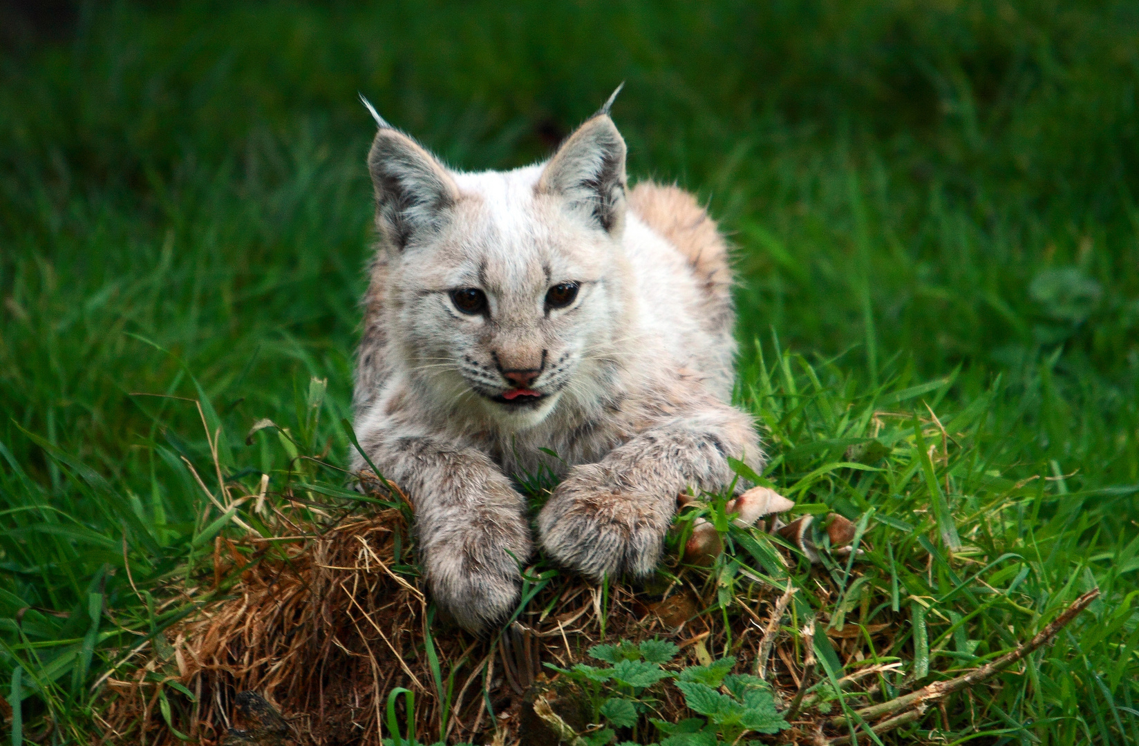 Luchsbaby Foto & Bild | tiere, tierkinder, gaia park kerkrade Bilder ...