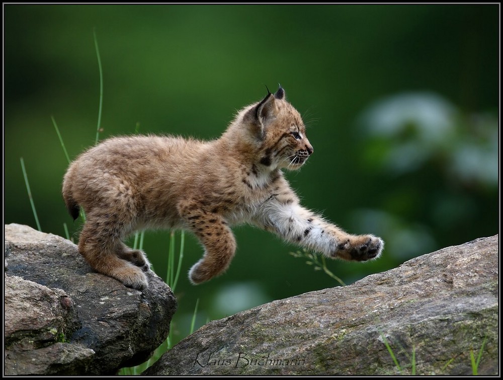 Luchsbaby 2 Foto & Bild | tiere, tierkinder, luchs Bilder auf fotocommunity