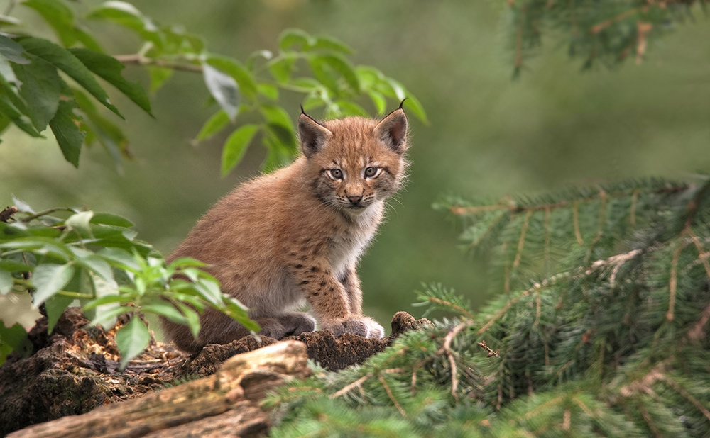 Luchsbaby 2011 Foto & Bild | tiere, zoo, wildpark & falknerei ...