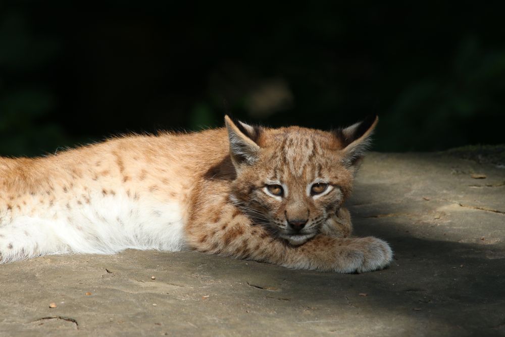 Luchsbaby Foto & Bild | tiere, zoo, wildpark & falknerei, tierkinder ...