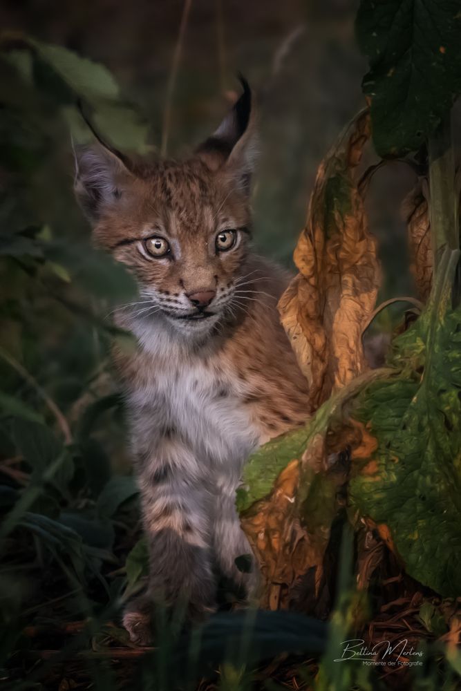 Luchsbaby Foto & Bild | tiere, tierkinder, natur Bilder auf fotocommunity
