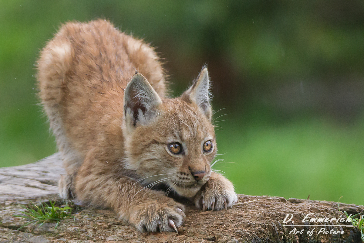 Luchsbaby Foto & Bild | tiere, zoo, wildpark & falknerei, tierisches ...