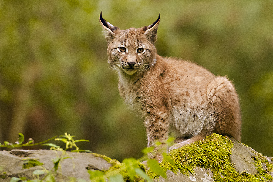 Luchsbaby Foto & Bild | tiere, tierkinder, säugetiere Bilder auf ...