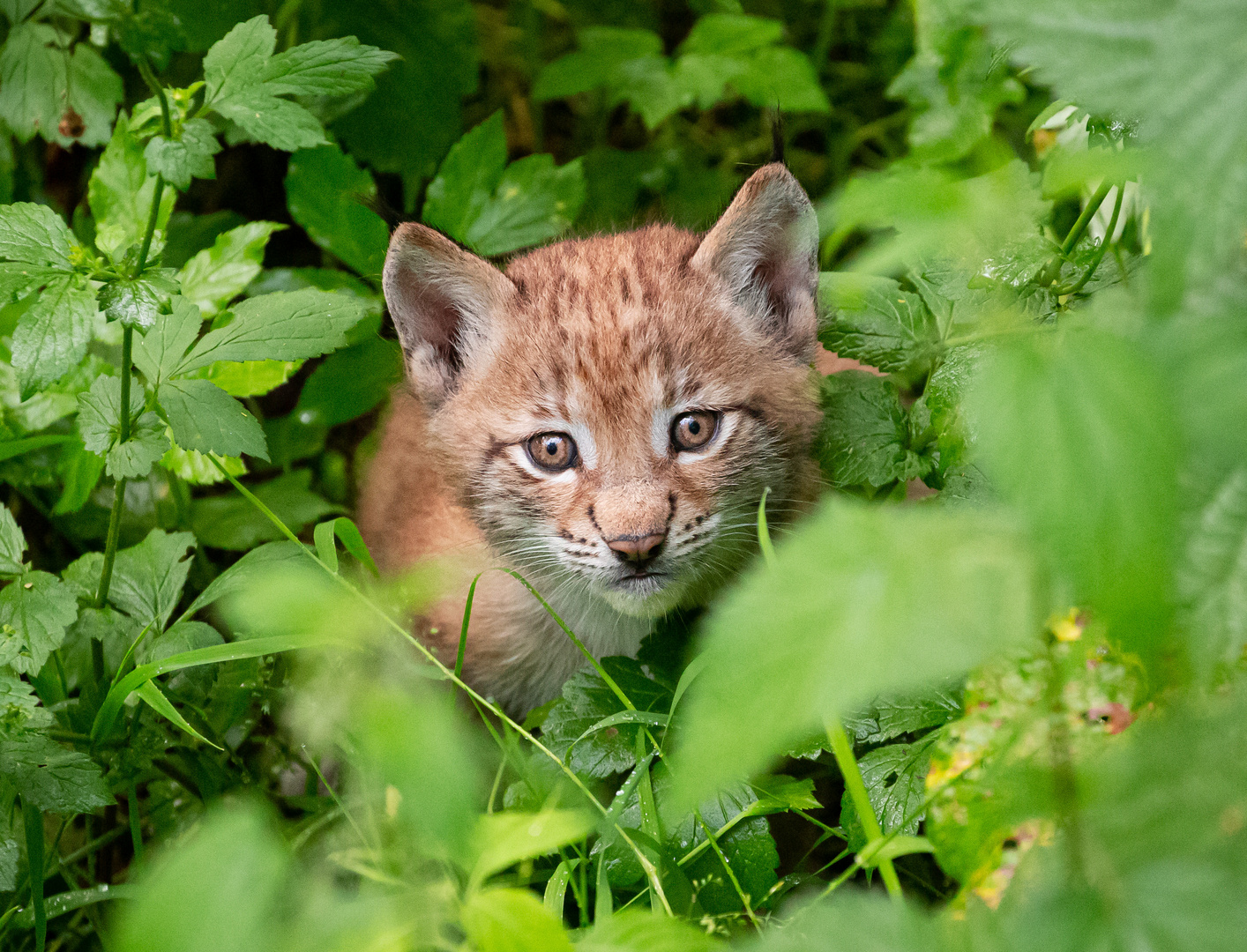Luchsbaby Foto & Bild | natur, baby, zoo Bilder auf fotocommunity