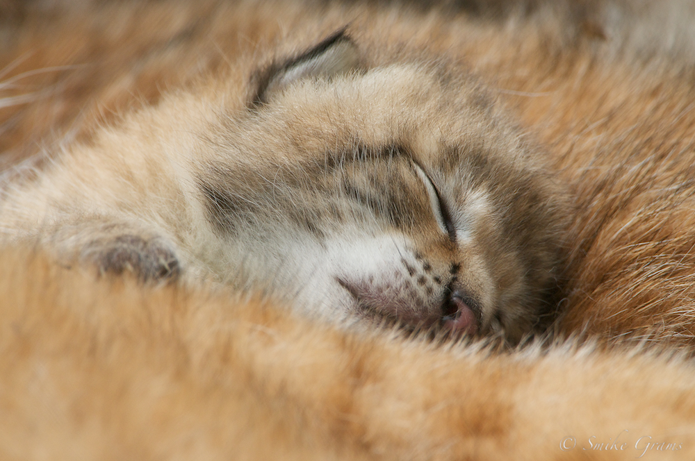 Luchsbaby Foto & Bild | tiere, tierkinder, raubsaeuger Bilder auf ...