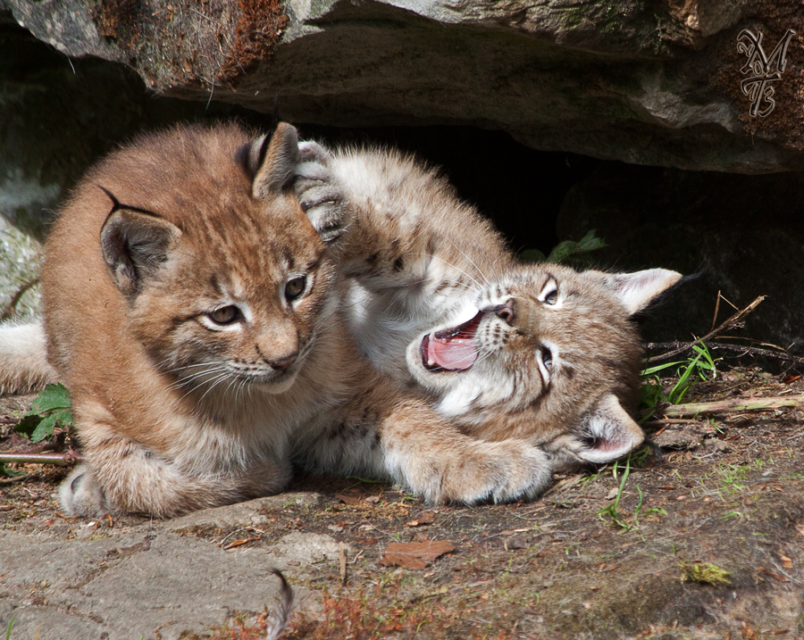 Luchsbabys Foto & Bild | tiere, zoo, wildpark & falknerei, säugetiere ...
