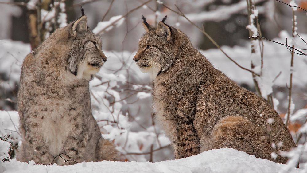 Luchse 001 Foto & Bild | jahreszeiten, winter, bäume Bilder auf ...