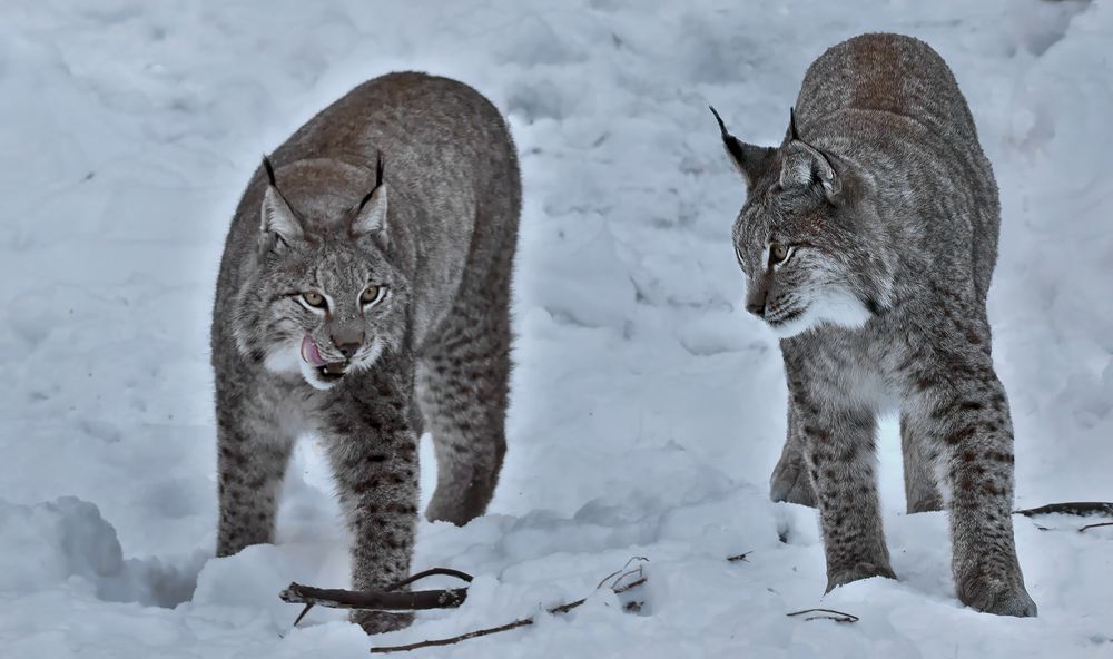 Luchse 009c Foto & Bild | winter, farben, collage Bilder auf fotocommunity