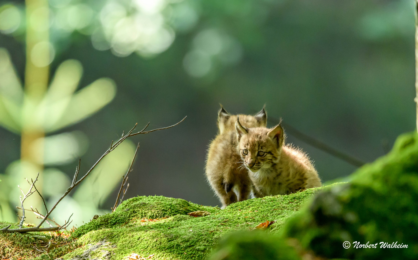 Luchse Foto & Bild | natur Bilder auf fotocommunity