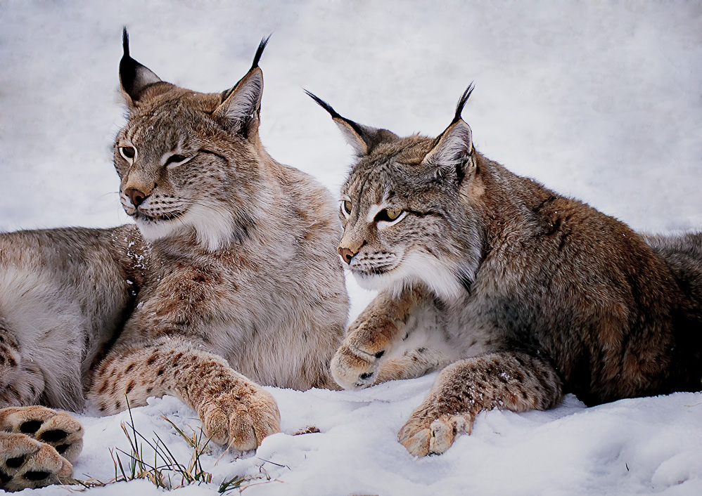 Luchse Foto & Bild | tiere, zoo, wildpark & falknerei, luchs katze ...