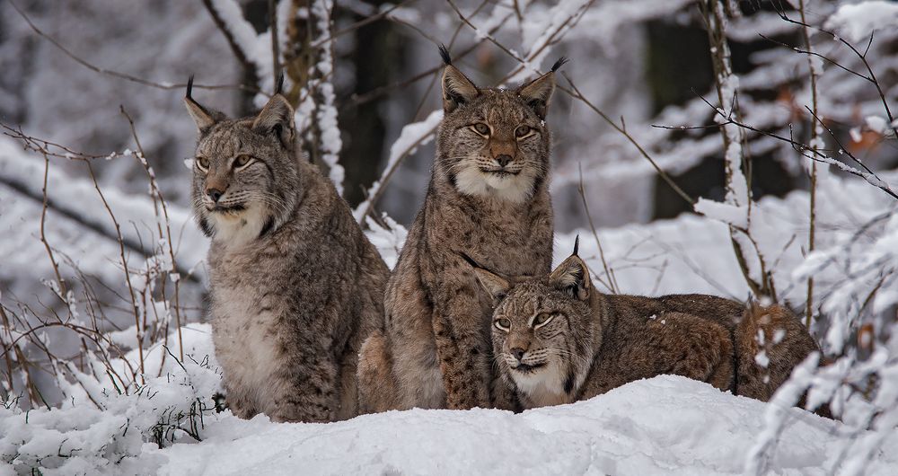 Luchse Foto & Bild | jahreszeiten, winter, bäume Bilder auf fotocommunity