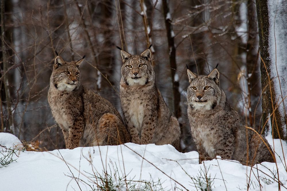 Luchse Foto & Bild | bäume, winter, schnee Bilder auf fotocommunity