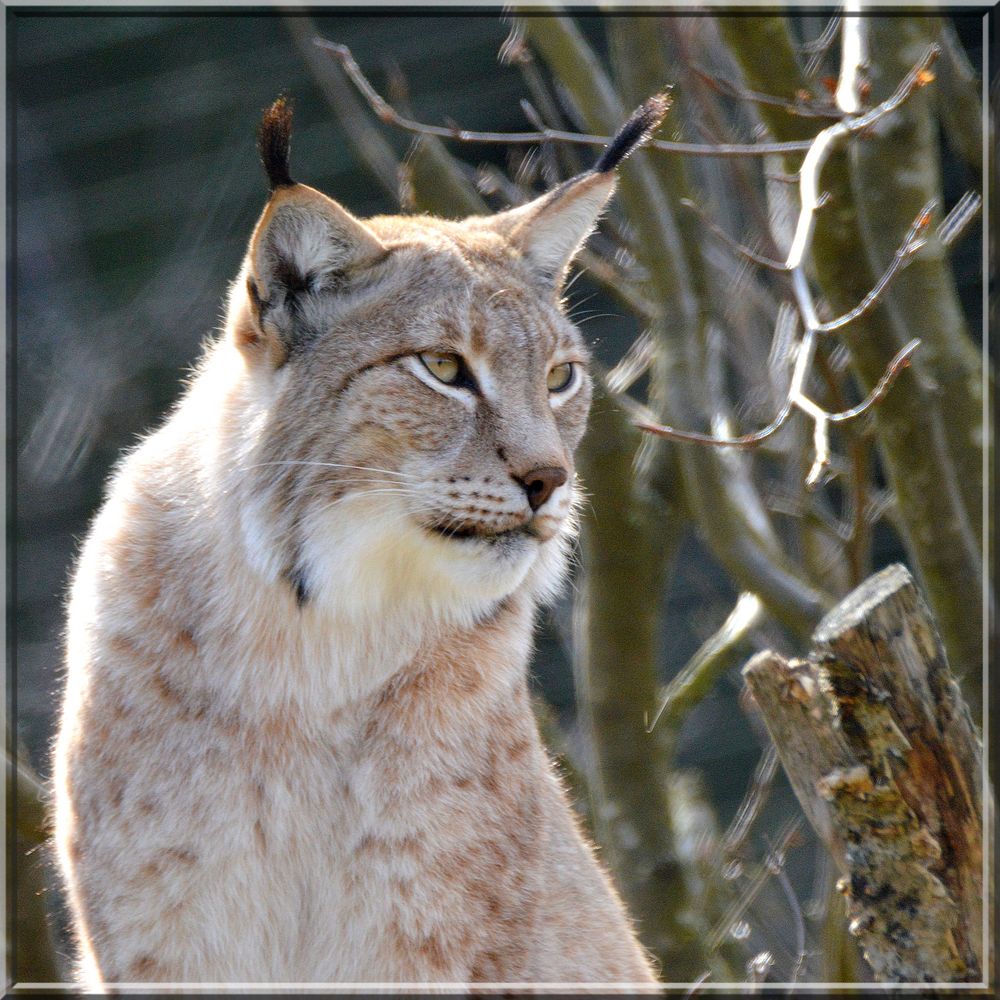 Luchse Foto & Bild | world, natur, zoo Bilder auf fotocommunity