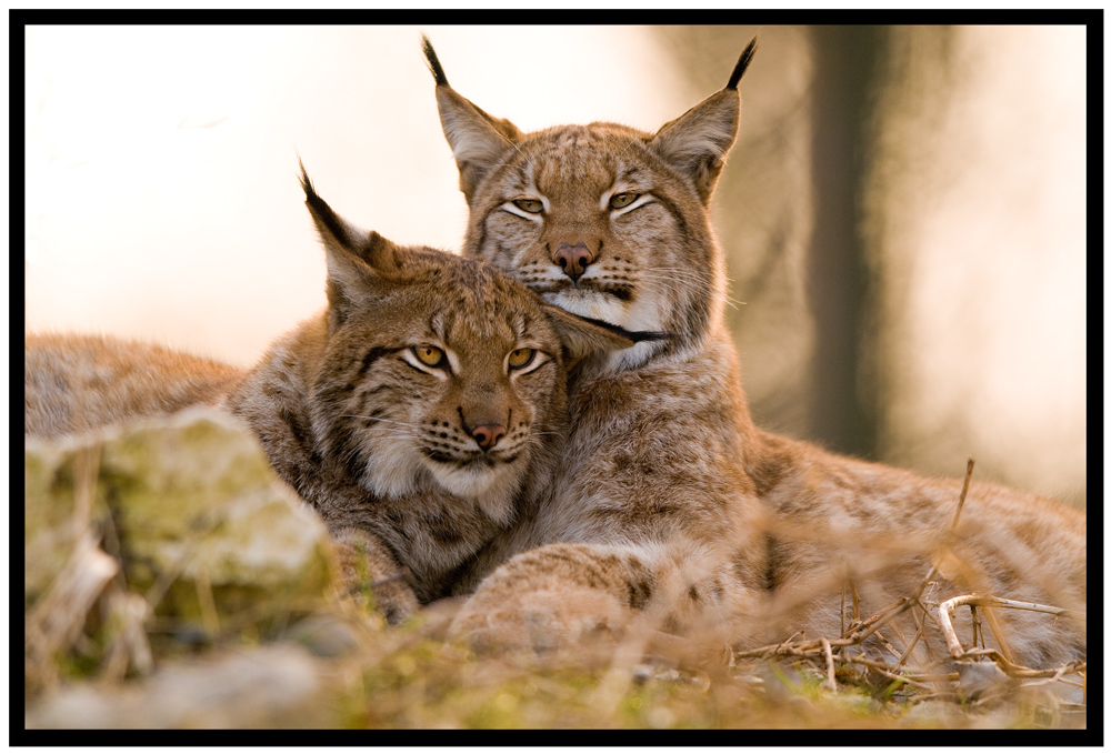 Luchse Foto & Bild | tiere, zoo, wildpark & falknerei, säugetiere ...