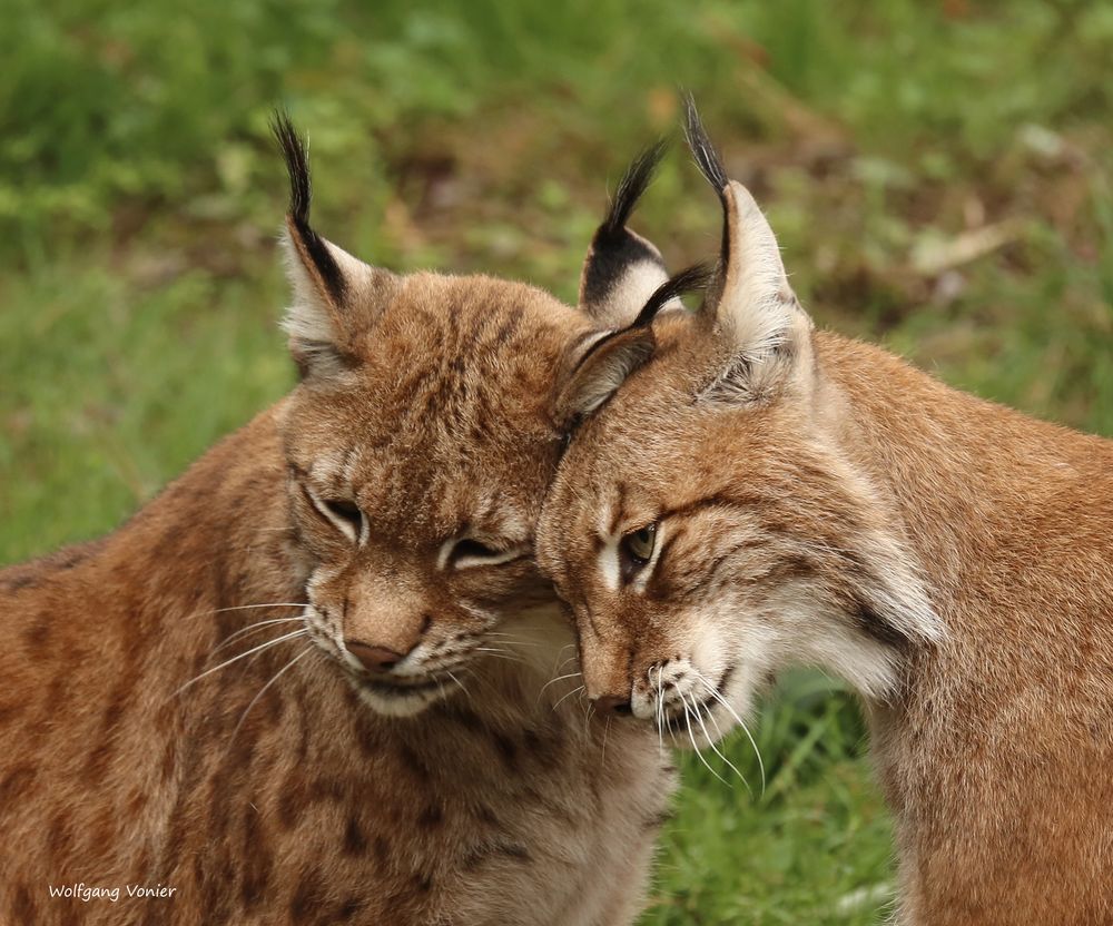 Luchse Foto & Bild | fotos, makro, natur Bilder auf fotocommunity