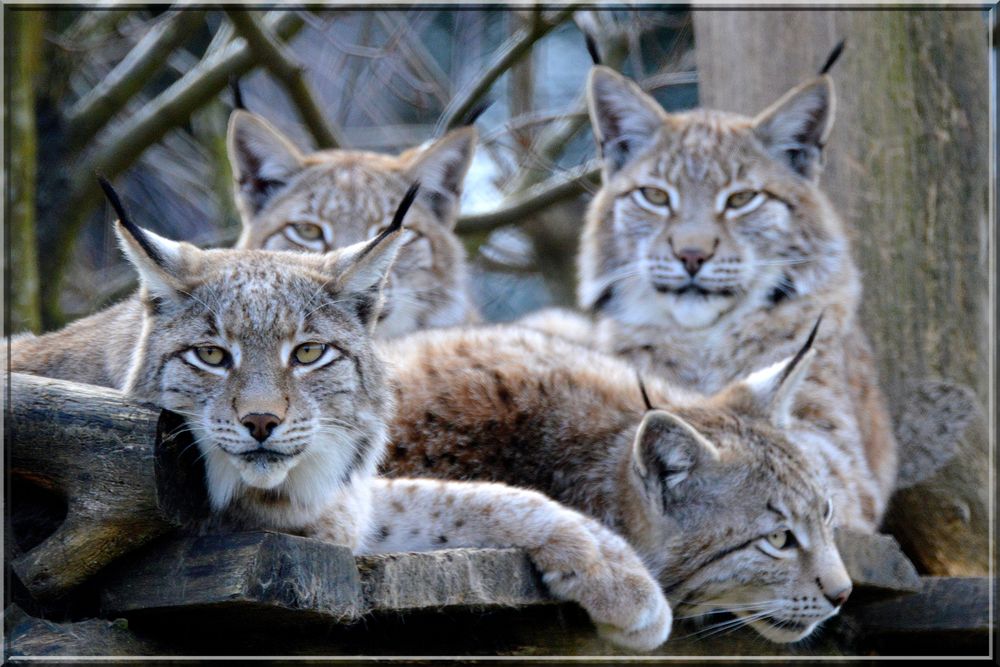 Luchse Foto & Bild | world, natur, zoo Bilder auf fotocommunity