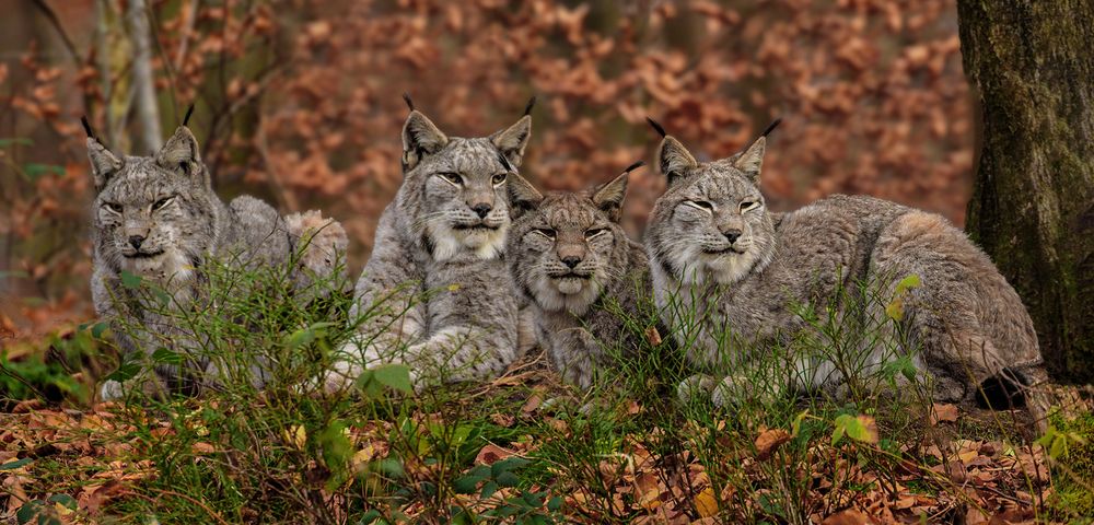 Luchse im Herbst Foto & Bild | deutschland, europe, nordrhein ...