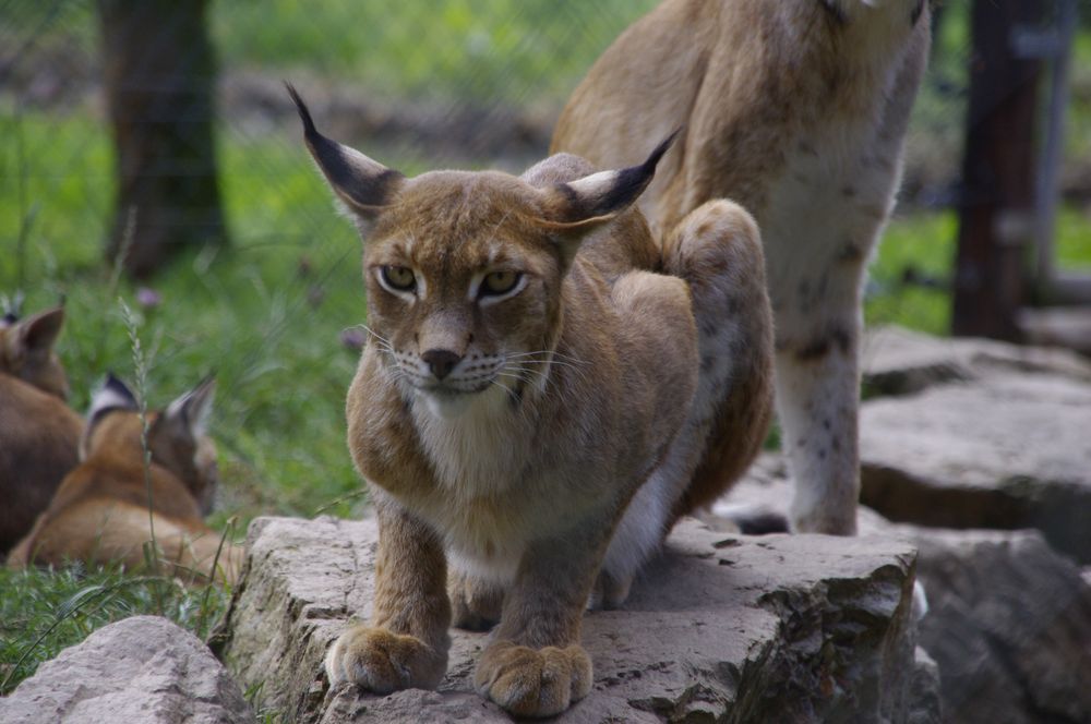 Luchse in Hellental Foto & Bild | natur, tiere, wildlife Bilder auf ...