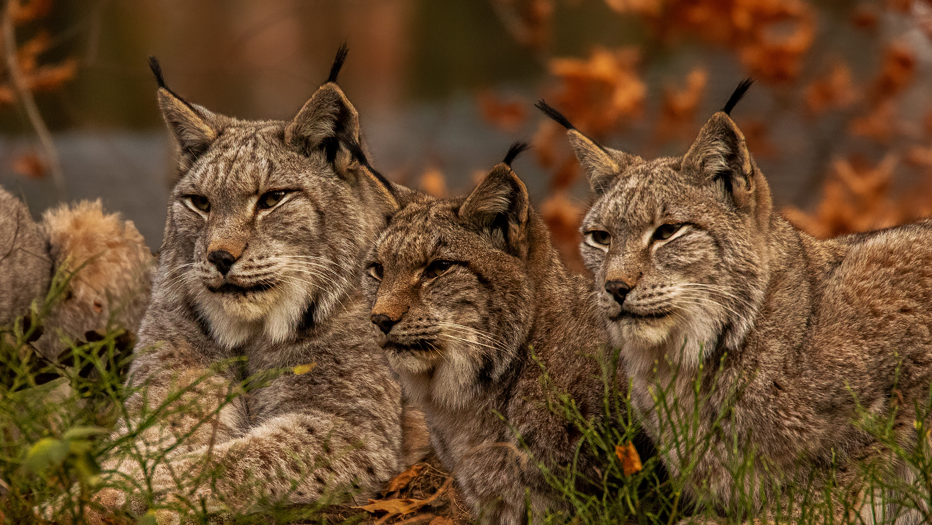 Luchse-Portrait 001 Foto & Bild | deutschland, europe, nordrhein ...