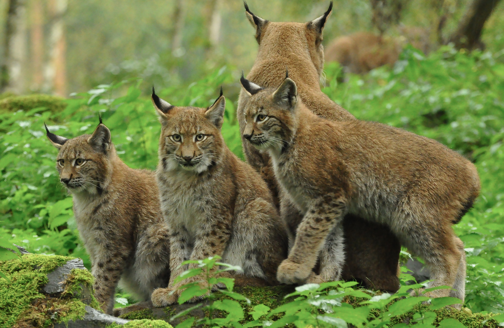 Luchsfamilie im Herbst (5) Da hinten liegt Papa! Foto & Bild | tiere ...