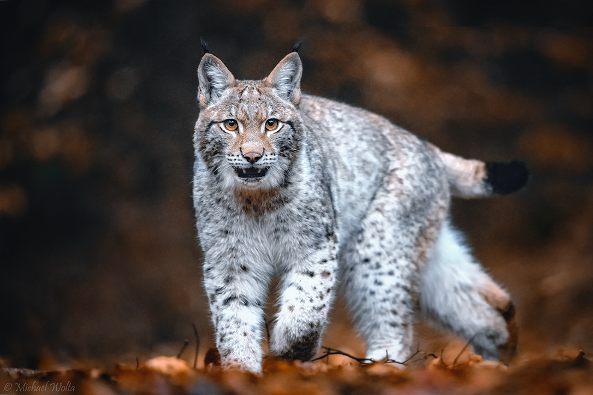 Luchskind Foto & Bild | tiere, zoo, wildpark & falknerei, säugetiere ...
