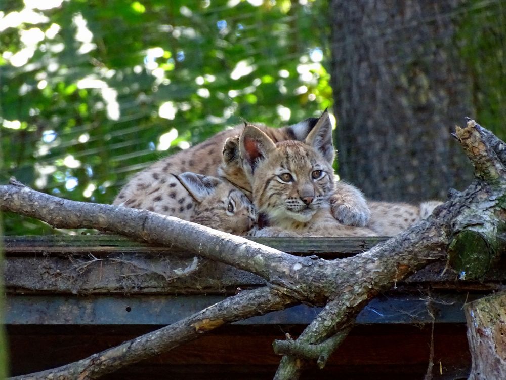 Luchskinder Foto & Bild | natur, katzen, tiere Bilder auf fotocommunity