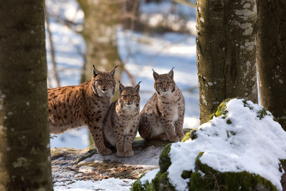 Luchsmutter mit Luchskinder Foto & Bild | tiere, zoo, wildpark ...