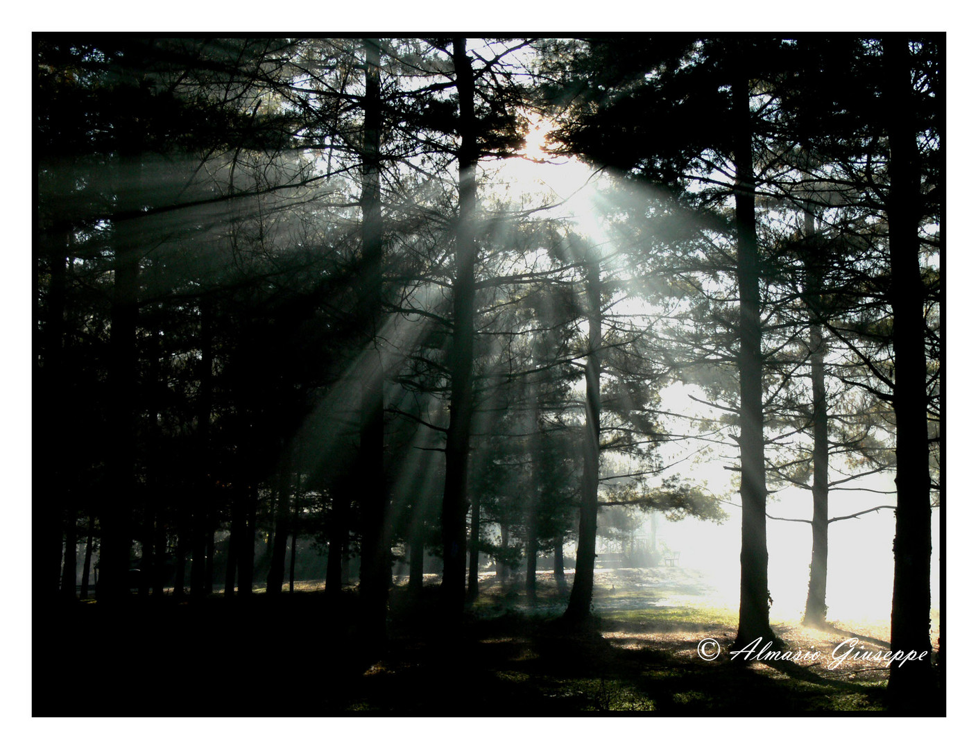 Luci e ombre Foto % Immagini| paesaggi, boschi e foreste, natura Foto ...