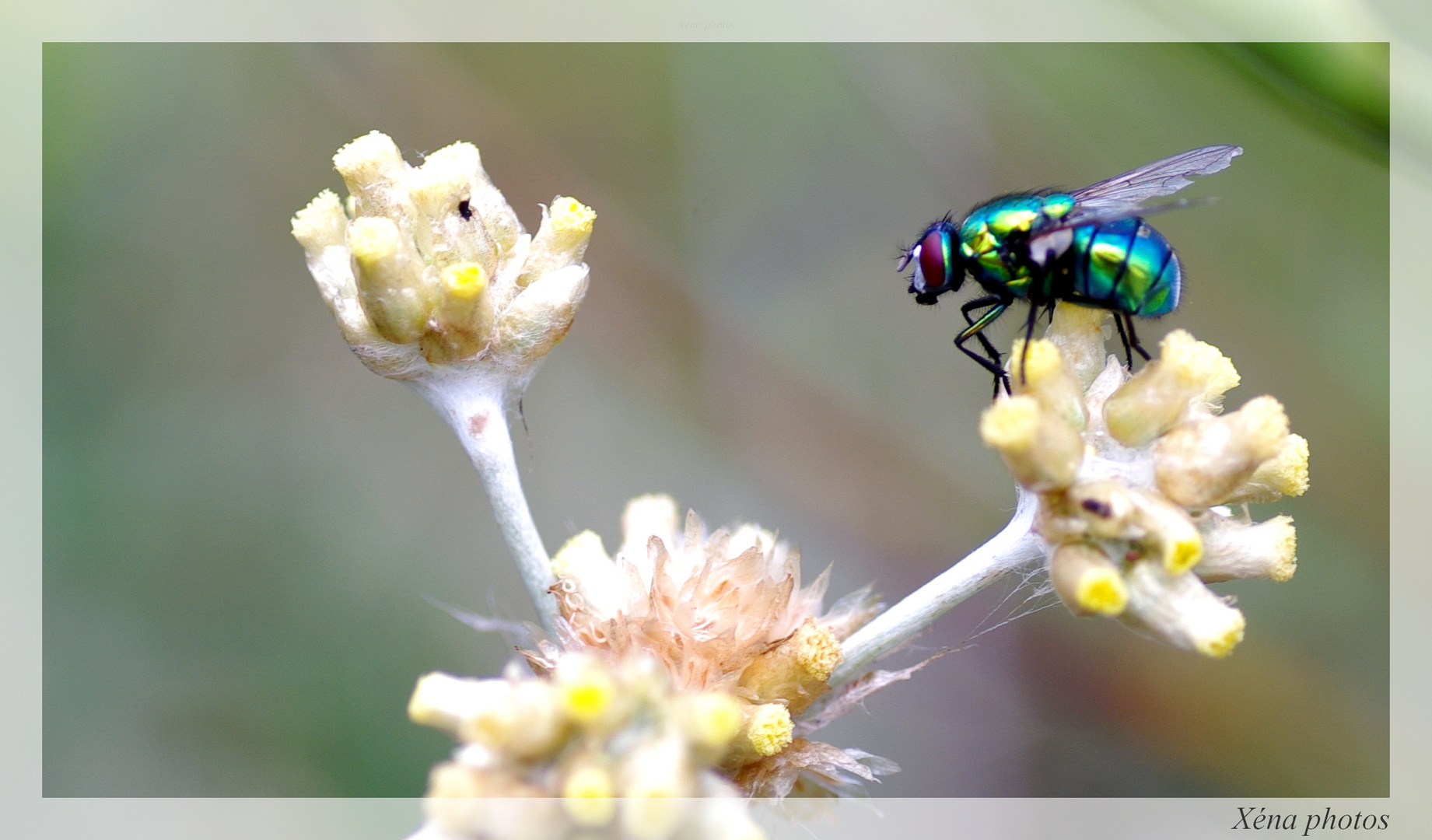 Lucilia caesar photo et image | macro nature, macro insectes, les ...