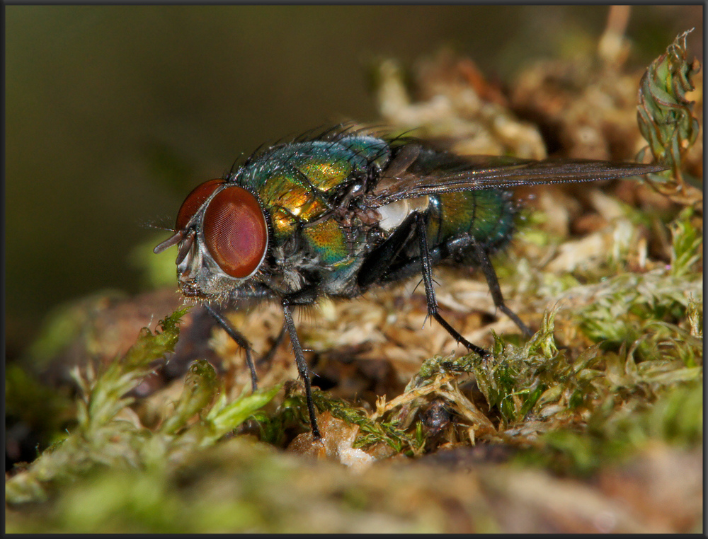 Lucilia caesar Foto & Bild | tiere, wildlife, insekten Bilder auf ...
