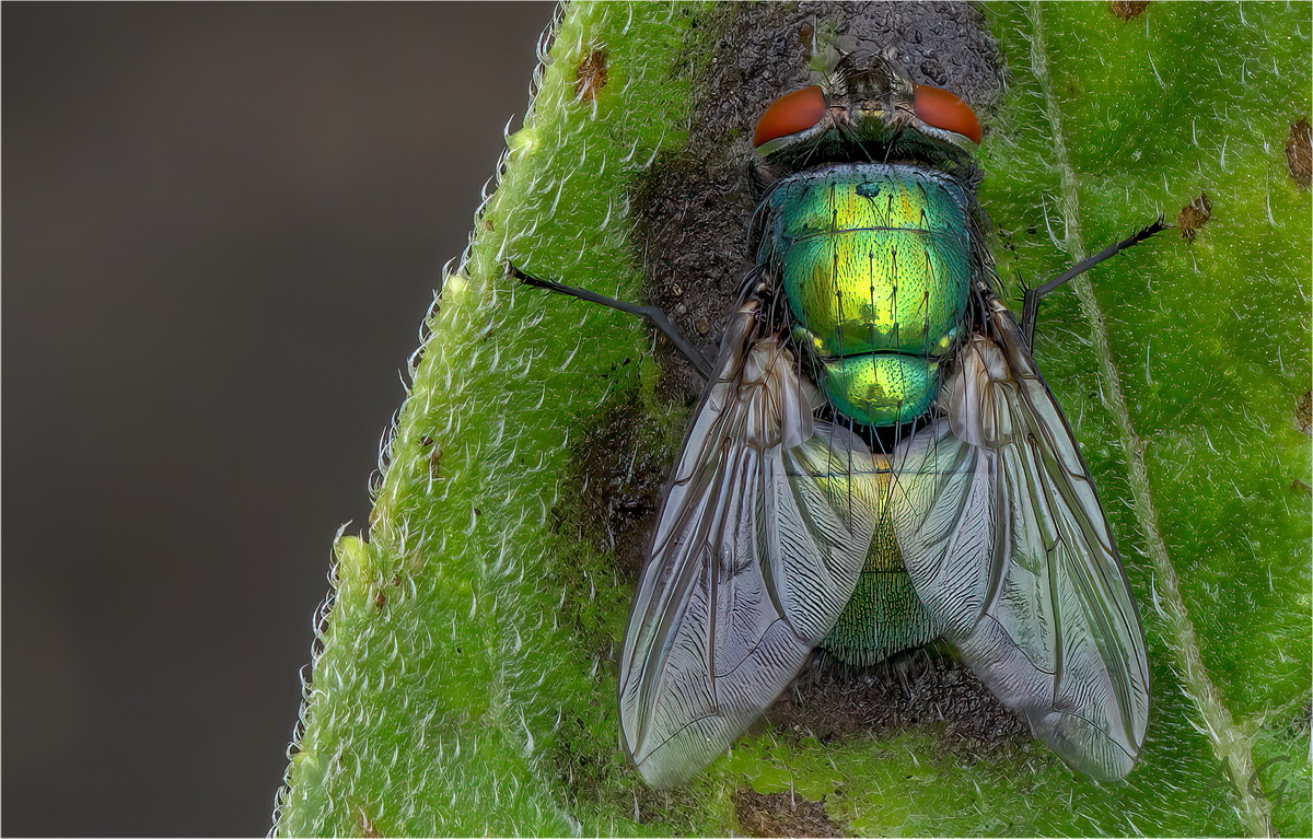 Lucilia sericata photo & image | animals, wildlife, insects images at ...