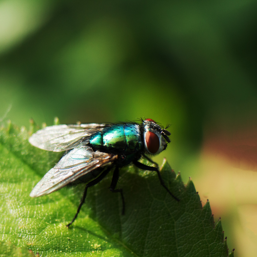 Lucilia sericata Foto & Bild | landschaft, jahreszeiten, bach, fluss ...