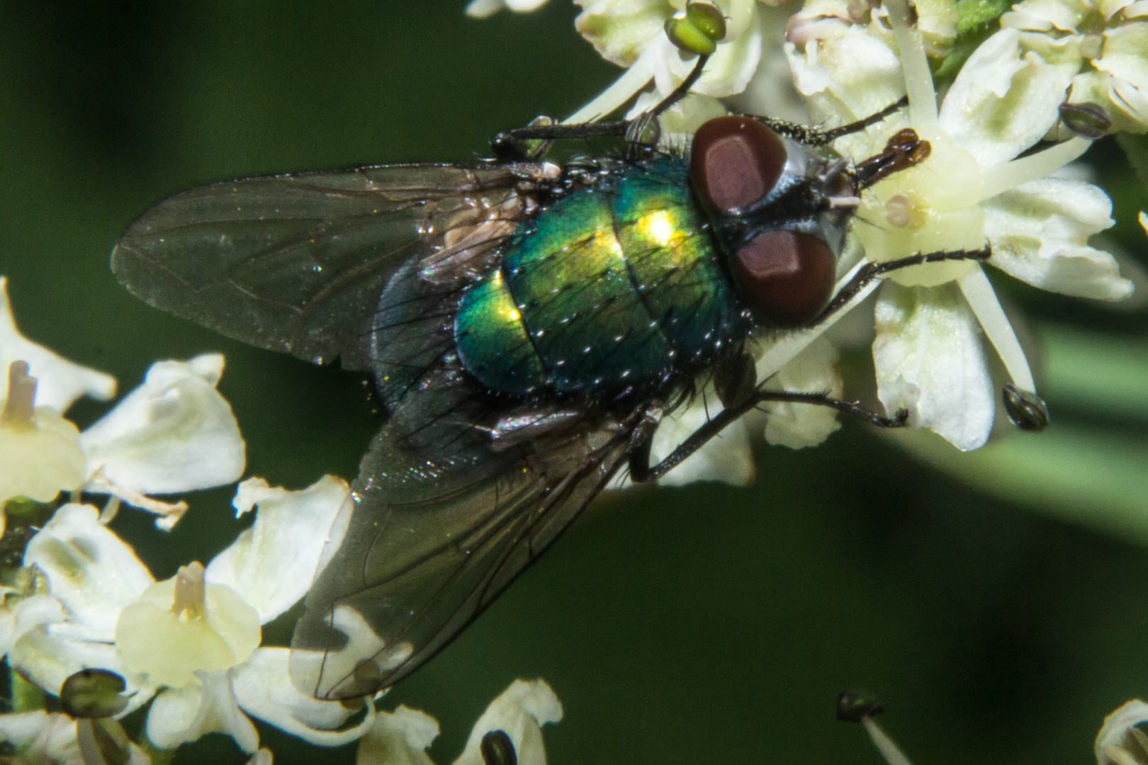 Lucilia sericata on Heracleum sphondylium II Foto & Bild | fotos ...