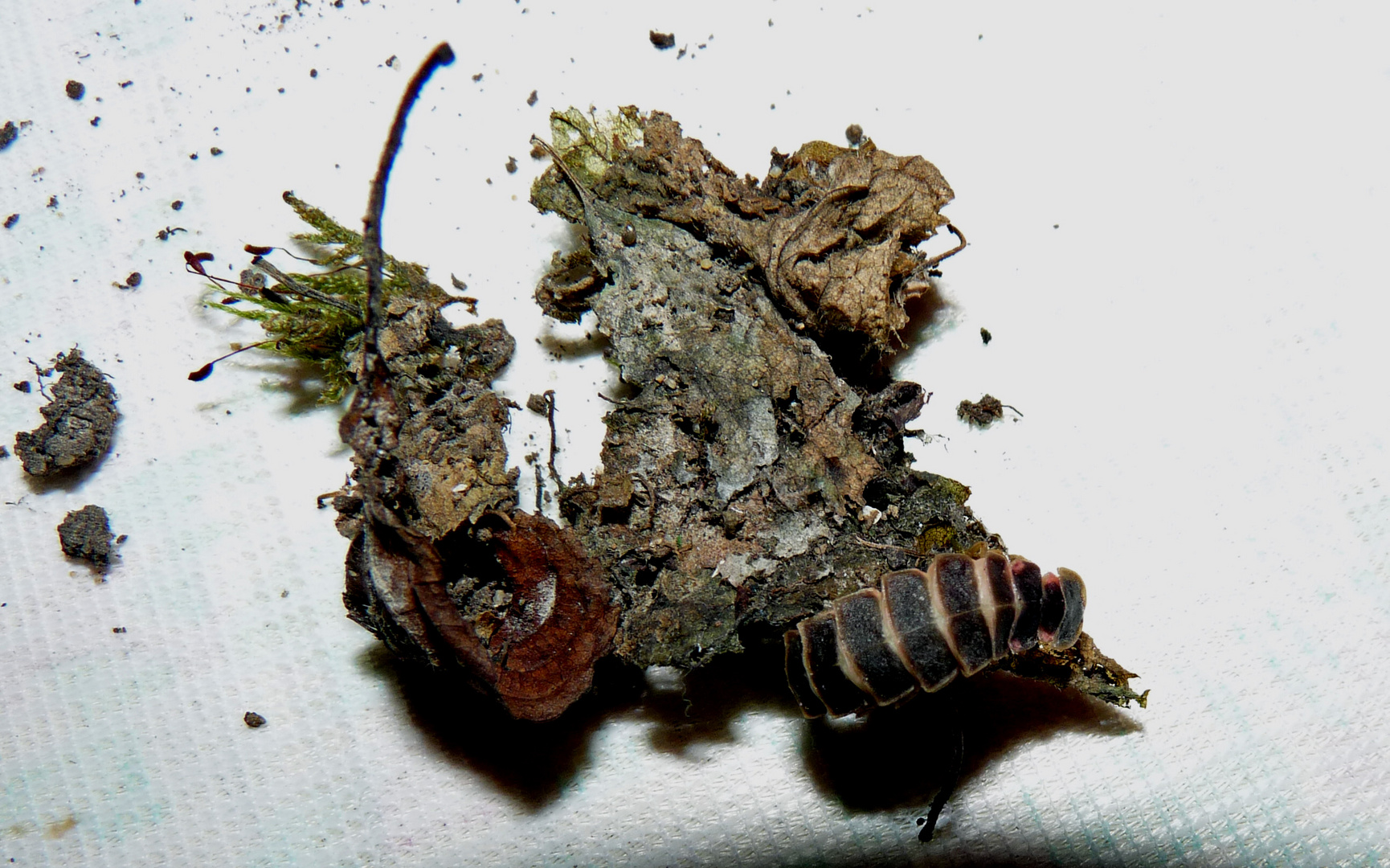 LUCIOLE photo et image | macro nature, macro insectes, insectes fleurs ...